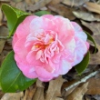 Atlantic Coast Camellia Society - Camellia Picture Library