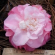 Atlantic Coast Camellia Society - Camellia Picture Library