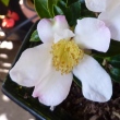 Atlantic Coast Camellia Society - Camellia Picture Library