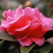 Atlantic Coast Camellia Society - Camellia Picture Library