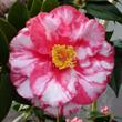 Atlantic Coast Camellia Society - Camellia Picture Library