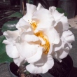 Atlantic Coast Camellia Society - Camellia Picture Library