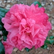 Atlantic Coast Camellia Society - Camellia Picture Library