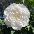 Atlantic Coast Camellia Society - Camellia Picture Library