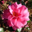 Atlantic Coast Camellia Society - Camellia Picture Library