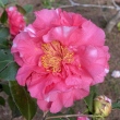 Atlantic Coast Camellia Society - Camellia Picture Library