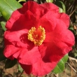 Atlantic Coast Camellia Society - Camellia Picture Library