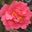 Atlantic Coast Camellia Society - Camellia Picture Library