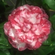 Atlantic Coast Camellia Society - Camellia Picture Library