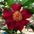 Atlantic Coast Camellia Society - Camellia Picture Library