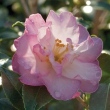 Atlantic Coast Camellia Society - Camellia Picture Library