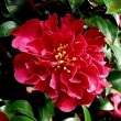 Atlantic Coast Camellia Society - Camellia Picture Library