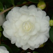 Atlantic Coast Camellia Society - Camellia Picture Library