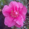 Atlantic Coast Camellia Society - Camellia Picture Library