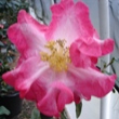 Atlantic Coast Camellia Society - Camellia Picture Library
