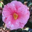 Atlantic Coast Camellia Society - Camellia Picture Library
