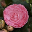 Atlantic Coast Camellia Society - Camellia Picture Library