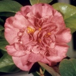 Atlantic Coast Camellia Society - Camellia Picture Library