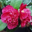 Atlantic Coast Camellia Society - Camellia Picture Library