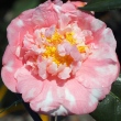 Atlantic Coast Camellia Society - Camellia Picture Library