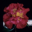 Atlantic Coast Camellia Society - Camellia Picture Library