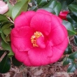 Atlantic Coast Camellia Society - Camellia Picture Library