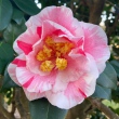 Atlantic Coast Camellia Society - Camellia Picture Library