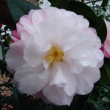 Atlantic Coast Camellia Society - Camellia Picture Library