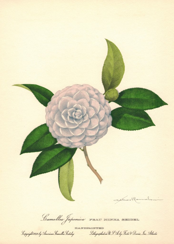 American Camellia Catalog-I - Lithographs