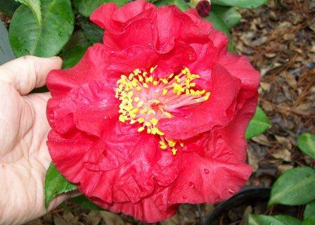 Atlantic Coast Camellias - 1984-Present